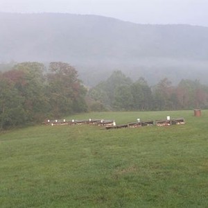 Fresh - Rotten Tomatoes