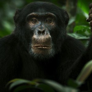 Chimp Empire: Season 1, Episode 1 - Rotten Tomatoes