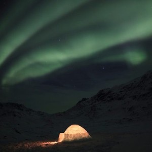 The Last Igloo - Rotten Tomatoes