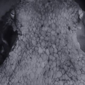 The Octopus - Rotten Tomatoes