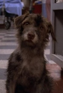 ER: Season 3, Episode 10 | Rotten Tomatoes