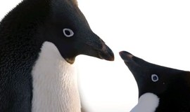 Penguins - Rotten Tomatoes