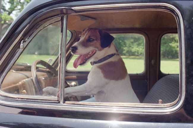 My Dog Skip Movie Poster