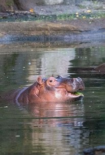 Magic of Disney's Animal Kingdom: Season 2, Episode 7 | Rotten Tomatoes