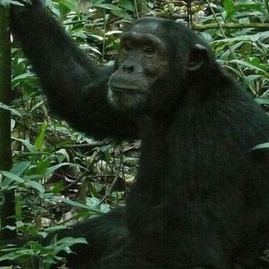 Going Ape - Rotten Tomatoes