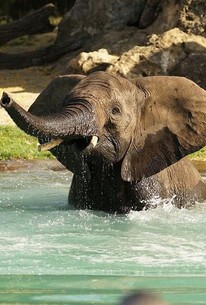 Magic of Disney's Animal Kingdom: Season 2, Episode 10 | Rotten Tomatoes