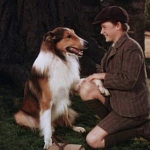Lassie Come Home - Rotten Tomatoes