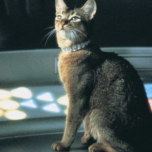 The Cat From Outer Space - Rotten Tomatoes