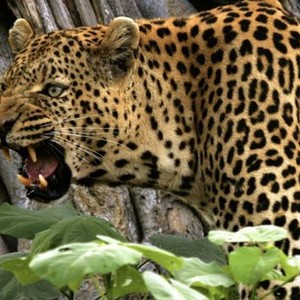 Eye of the Leopard - Rotten Tomatoes