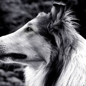 Lassie: Well of Love - Rotten Tomatoes