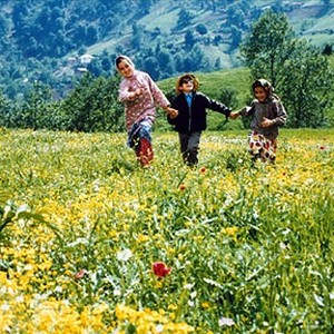 The Color of Paradise - Rotten Tomatoes