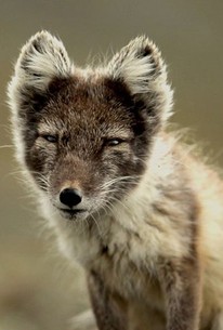 Secret Life of Predators: Season 1, Episode 2 - Rotten Tomatoes