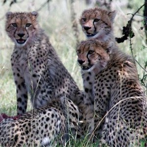 Secret Life of Predators: Season 1, Episode 1 - Rotten Tomatoes