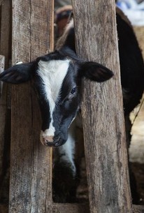 The Incredible Dr. Pol: Season 14, Episode 11 | Rotten Tomatoes