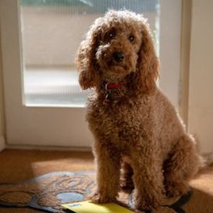Waffle the Wonder Dog - Rotten Tomatoes
