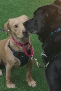 Lucky Dog: Season 4, Episode 16 | Rotten Tomatoes