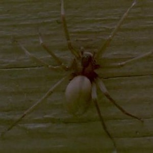 Infested!: Season 2, Episode 6 - Rotten Tomatoes