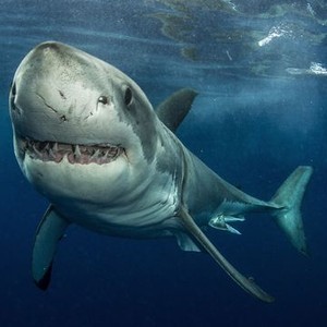 Planet Shark: Season 1, Episode 1 - Rotten Tomatoes