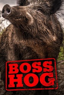 Boss Hog: Season 1 | Rotten Tomatoes