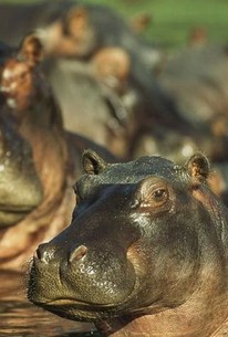 Man v. Animal: Season 1, Episode 8 | Rotten Tomatoes