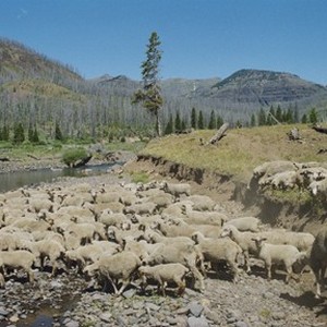 Sweetgrass - Rotten Tomatoes