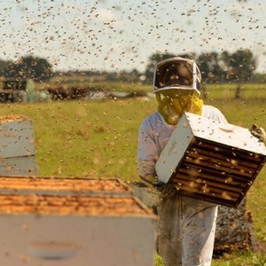 The Pollinators - Rotten Tomatoes