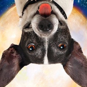 Vampire Dog (2012) - Rotten Tomatoes