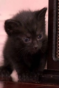 Too Cute!: Season 3, Episode 6 | Rotten Tomatoes