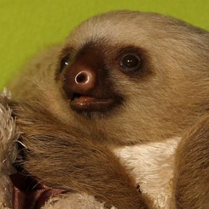 Meet the Sloths - Rotten Tomatoes