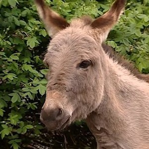 Big Barn Farm: Season 1, Episode 12 - Rotten Tomatoes