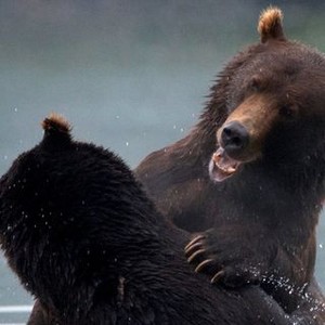 Wild Russia - Rotten Tomatoes