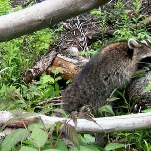 Hope in the Wild: Season 4, Episode 1 - Rotten Tomatoes