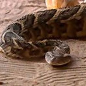 Austin Stevens: Snakemaster: Season 1, Episode 12 - Rotten Tomatoes