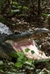 Swamp Brothers: Season 1, Episode 1 | Rotten Tomatoes