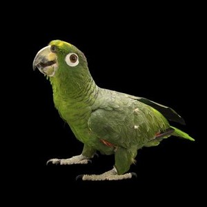 Photo Ark - Rotten Tomatoes