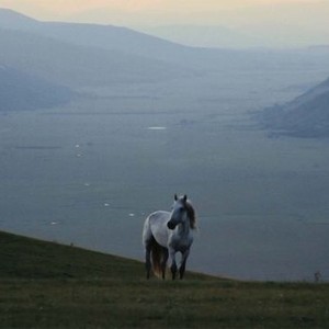 Among Wolves - Rotten Tomatoes