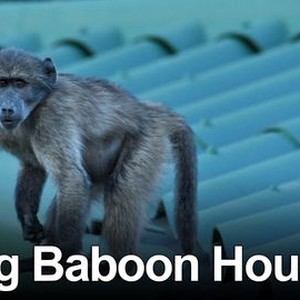 Big Baboon House - Rotten Tomatoes