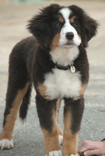 Super PupZ: Season 1, Episode 3 - Rotten Tomatoes