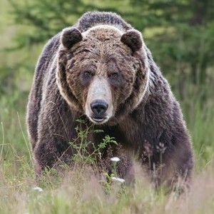 Animal Showdown - Rotten Tomatoes