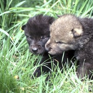 True Wolf - Rotten Tomatoes