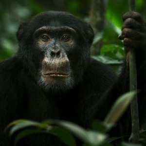 Chimp Empire - Rotten Tomatoes