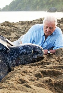 Blue Planet II: Season 2, Episode 7 - Rotten Tomatoes