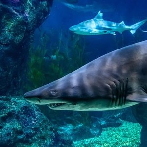 Most Extreme Sharks With Steve Backshall - Rotten Tomatoes