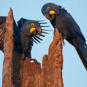 Wild Brazil - Rotten Tomatoes