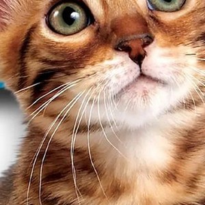 Amazing Cats - Rotten Tomatoes