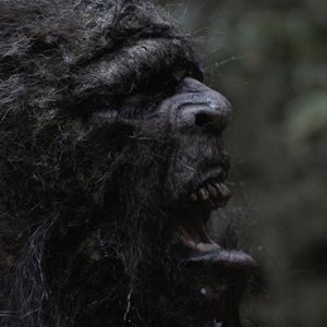 Stomping Ground - Rotten Tomatoes