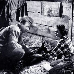 Riding High - Rotten Tomatoes