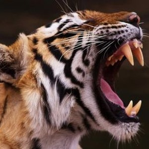 Secret Life of Predators - Rotten Tomatoes