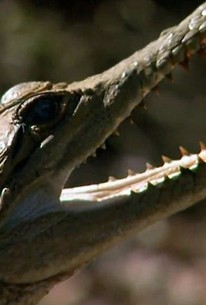 Swamp Brothers: Season 1, Episode 9 | Rotten Tomatoes