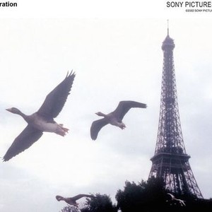 Winged Migration - Rotten Tomatoes